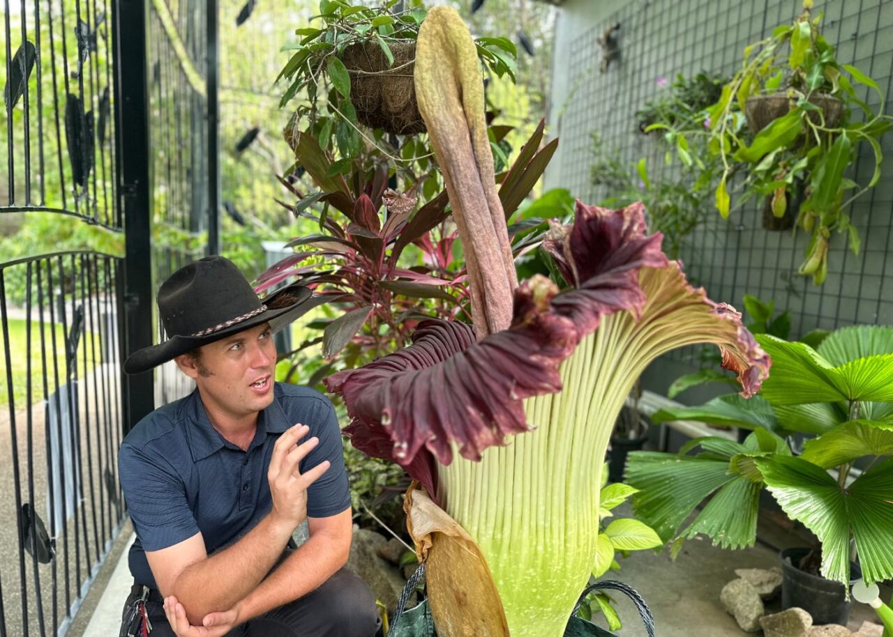 A historic first for Cooktown Botanic Gardens as Big Betty Blooms ...